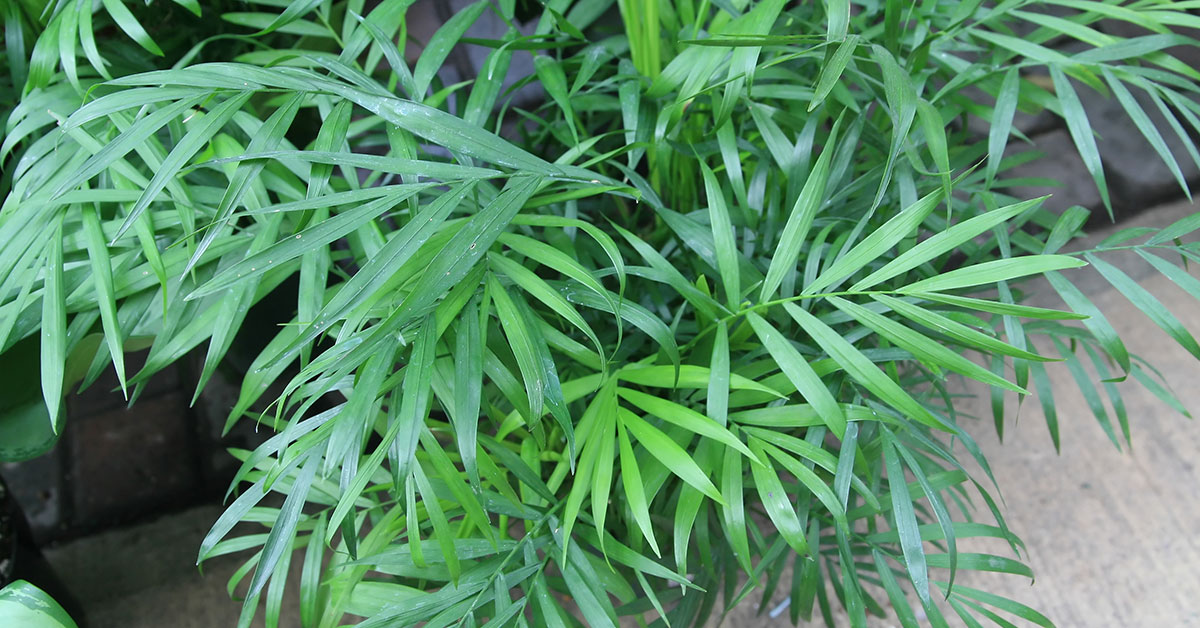 11 House Plants That Look Like Palm Trees - The Garden Magazine