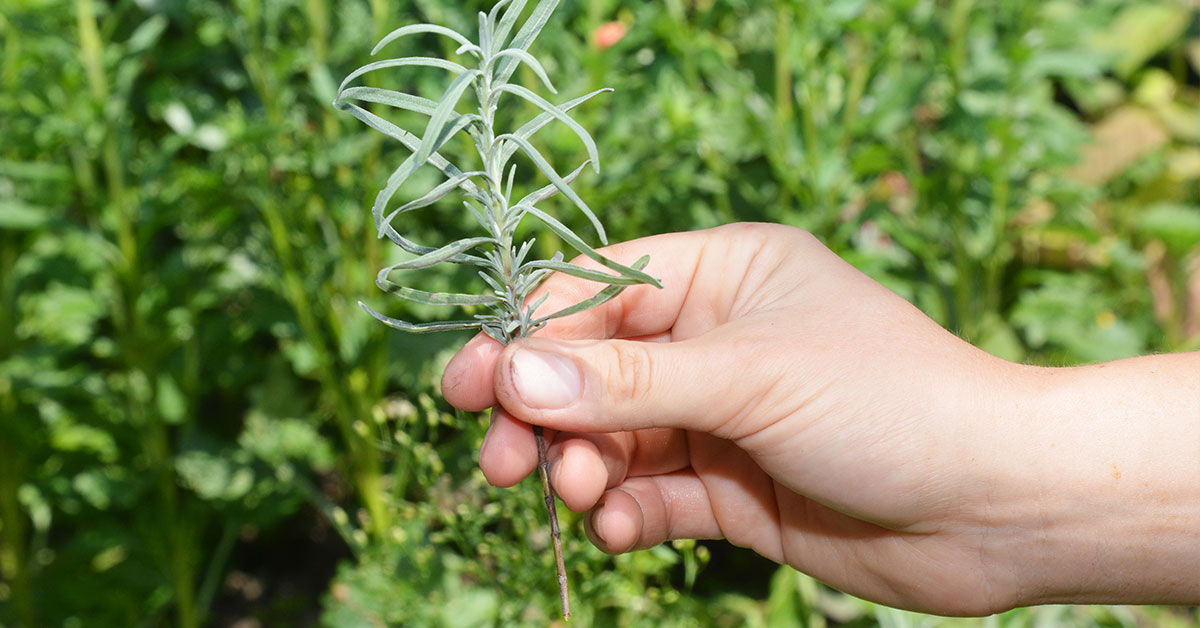 6 Homemade Weed Killers: Natural, Safe, Non-Toxic DIY Weed Killers ...