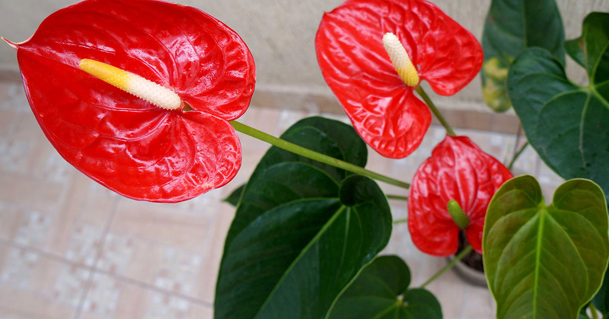 8 Tropical Plants With Stunning Red Flowers - The Garden Magazine