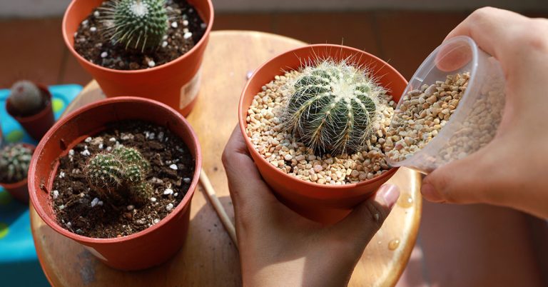 How To Get Your Christmas Cactus To Bloom Well Into January - The ...