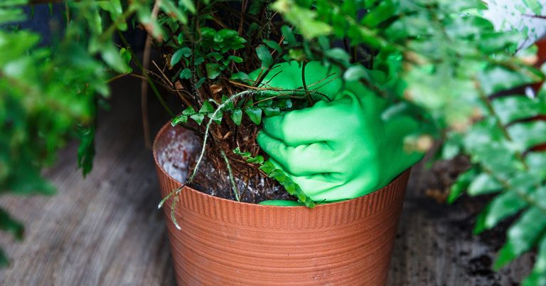Container Gardening in Winter: Managing Potted Plants in Cold Climates ...