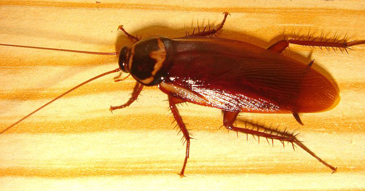 How To Get Rid Of Garden Roaches - The Garden Magazine