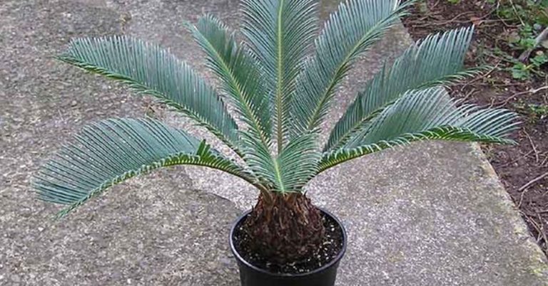 11 House Plants That Look Like Palm Trees - The Garden Magazine