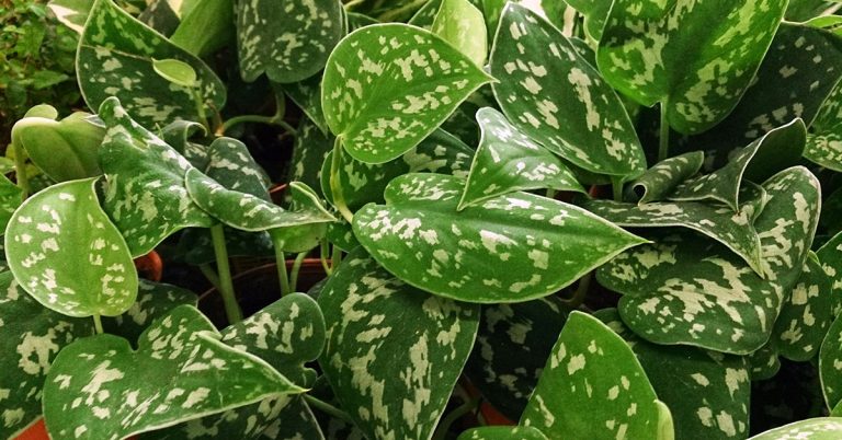 9 Exotic Varieties Of Pothos You Can Grow At Home - The Garden Magazine