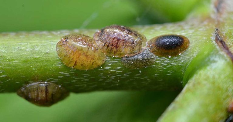 Why Your Plants' Leaves Are Turning Yellow - The Garden Magazine