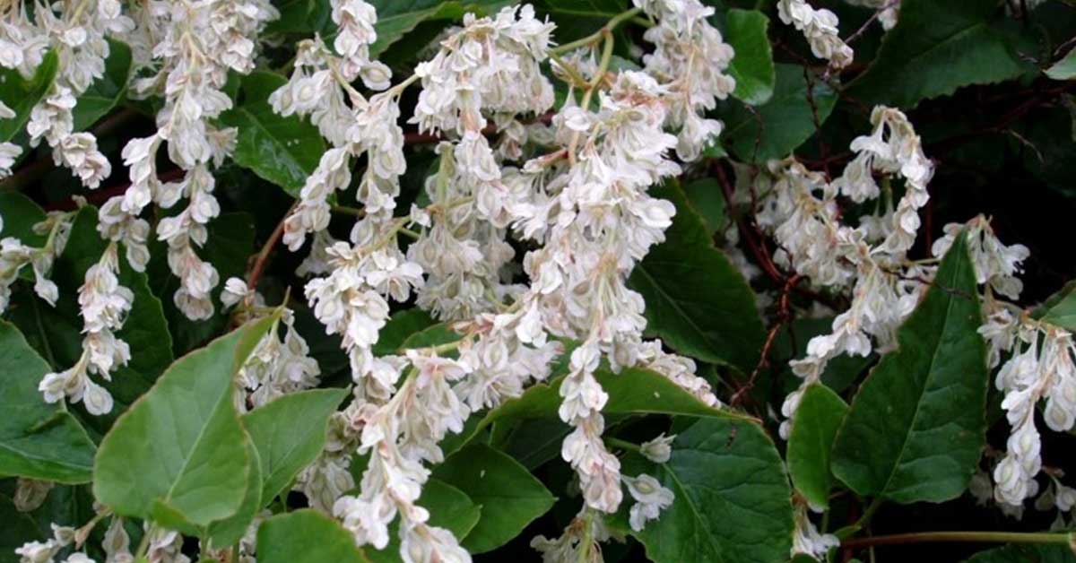 11 Of The Best Plants For A Fence Line - The Garden Magazine