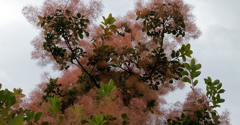 9 Trees That Bloom All Summer Long - The Garden Magazine