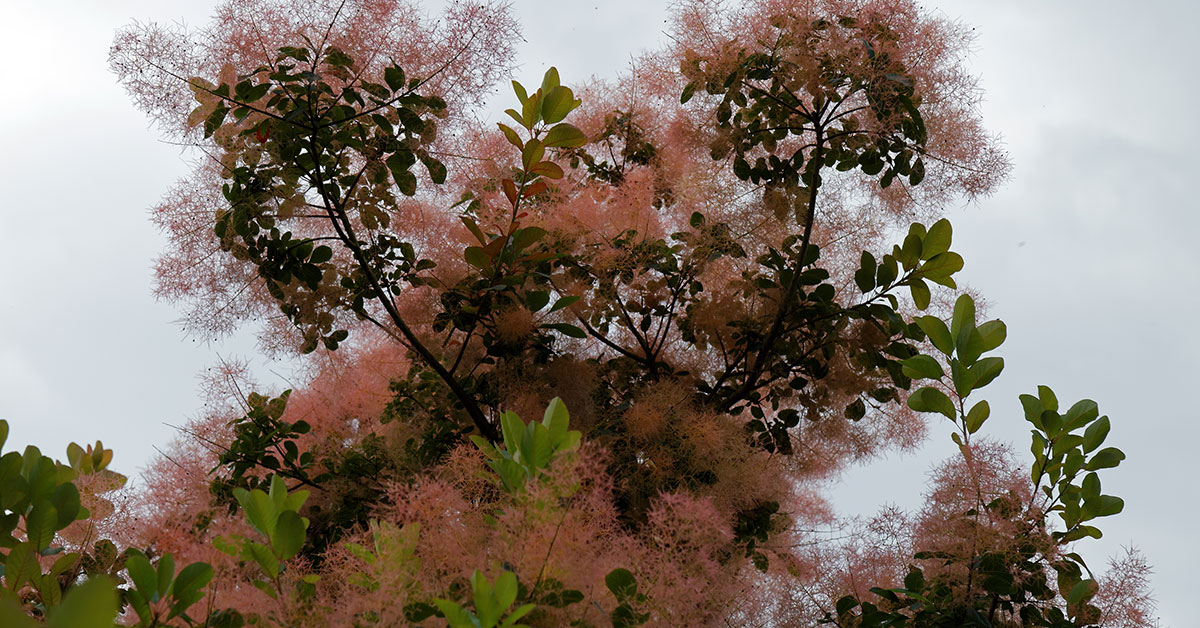 9 Trees That Bloom All Summer Long - The Garden Magazine