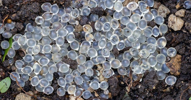 How To Identify Snail And Slug Eggs - The Garden Magazine