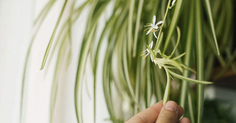 How To Propagate Spider Plants Easily - The Garden Magazine