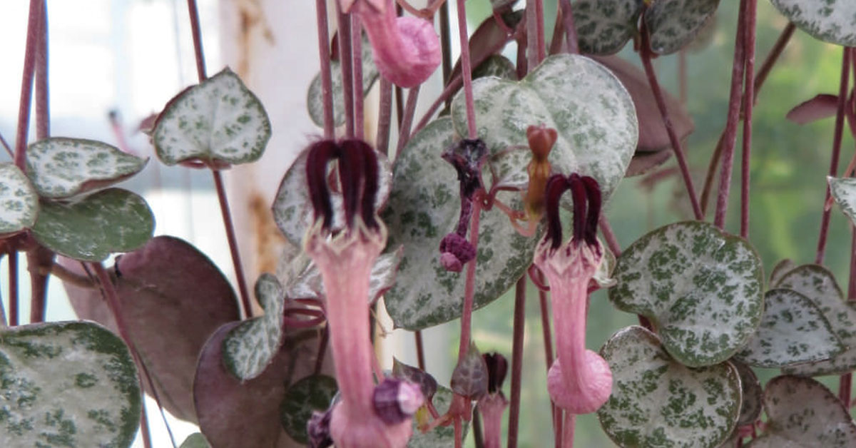 10 Beautiful Plants With Heart-Shaped Leaves - The Garden Magazine