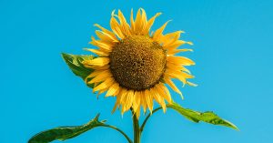 12 Flowers with Interesting Folklore and Legends - The Garden Magazine