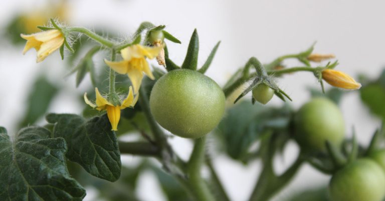 How To Pollinate Tomatoes By Hand - The Garden Magazine