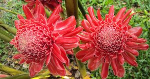 8 Tropical Plants With Stunning Red Flowers - The Garden Magazine