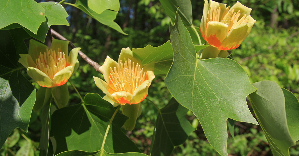 10 Trees That Attract Hummingbirds - The Garden Magazine