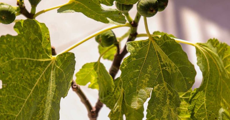 How And When To Fertilize A Fig Tree - The Garden Magazine
