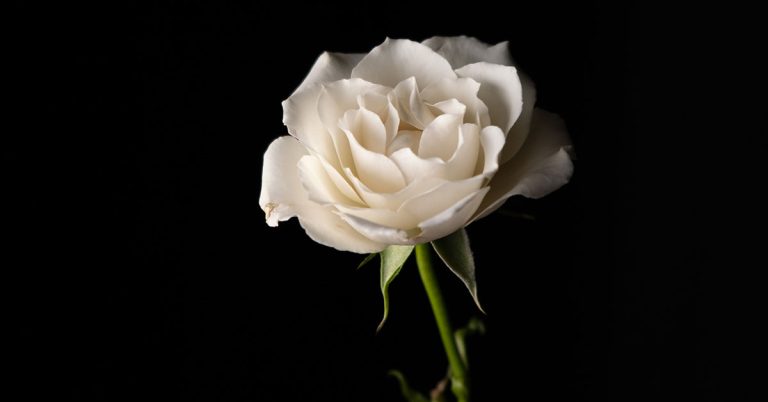 12 Flowers That Symbolize Forgiveness - The Garden Magazine