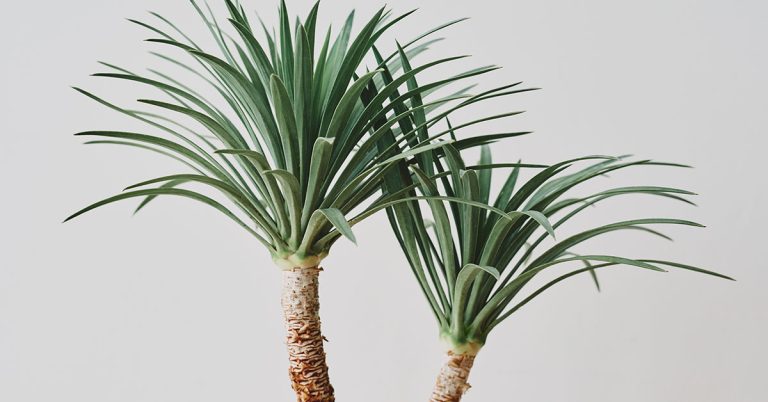 11 House Plants That Look Like Palm Trees - The Garden Magazine