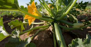 15 Best Vegetables For A Short Growing Season - The Garden Magazine