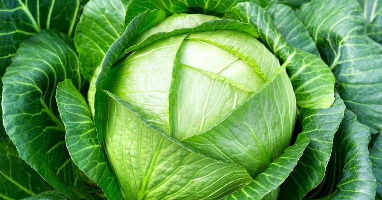 9 Best Companion Plants For Cabbage - The Garden Magazine