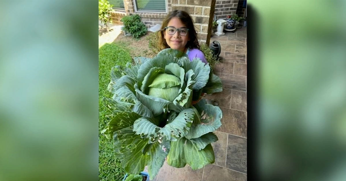 3rd Grader Wins Award For Massive Cabbage - The Garden Magazine