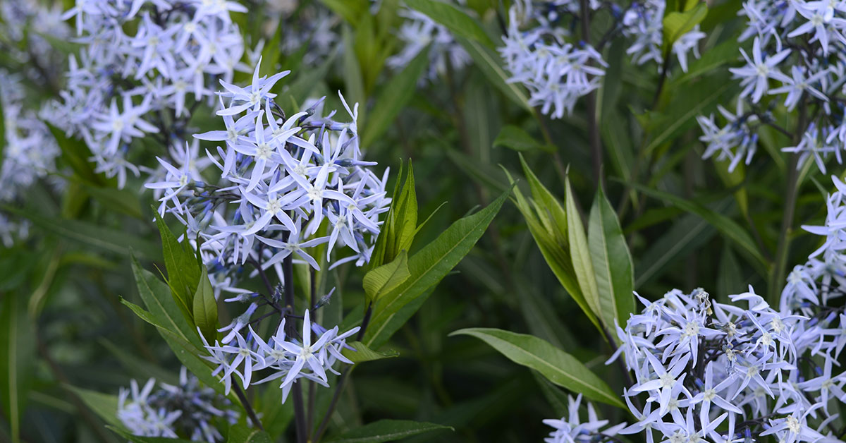 10 Flowers that Represent Strength - The Garden Magazine