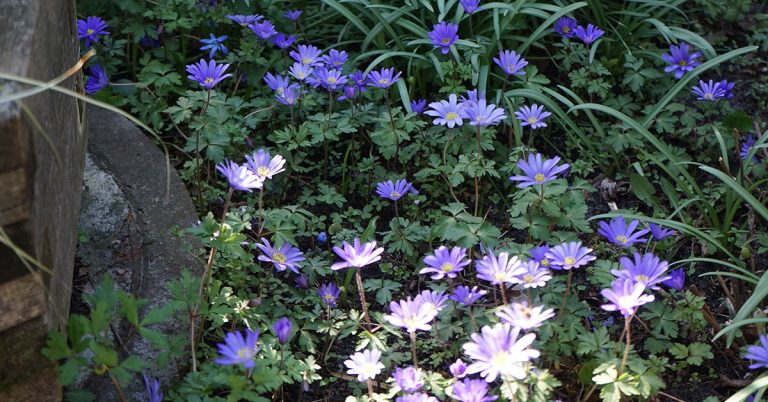 12 Woodland Flowers That Create a Forest Garden Vibe - The Garden Magazine