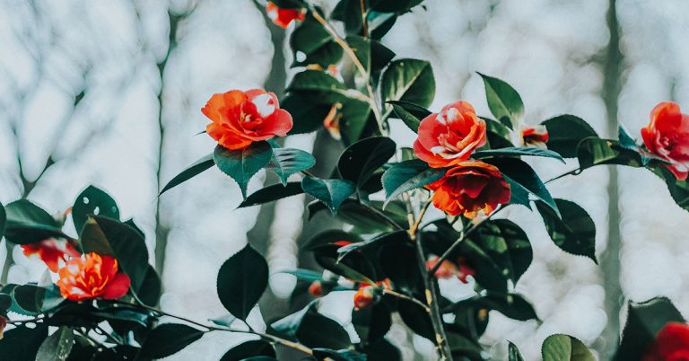 12 Flowers That Bloom In February - The Garden Magazine