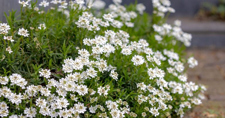 17 Plants With Adorable Tiny Flowers - The Garden Magazine