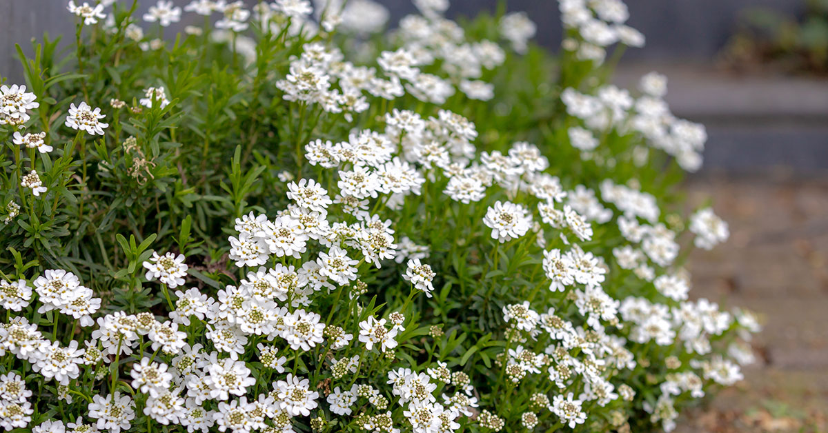 17 Plants With Adorable Tiny Flowers - The Garden Magazine