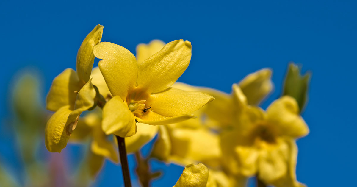 10 Flowers That Bloom in April - The Garden Magazine