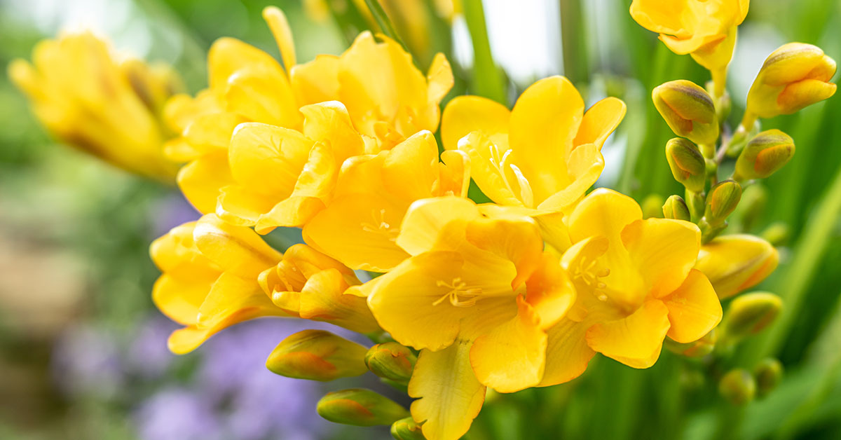 29 Plants That Symbolize Love and Romance - The Garden Magazine