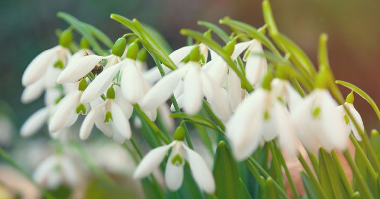 Snowdrop (Galanthus nivalis) Care Guide - The Garden Magazine
