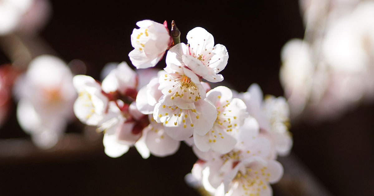 12 Flowers that Bloom in March - The Garden Magazine