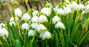 12 Flowers that Bloom in March - The Garden Magazine