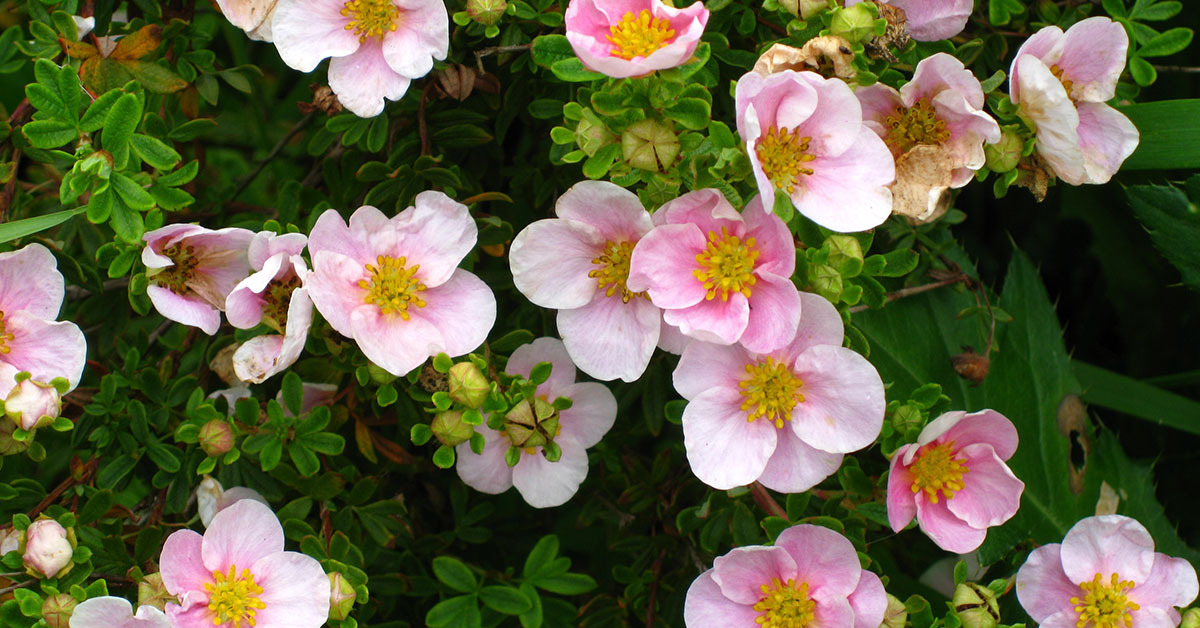 10 Flowers that Represent Strength - The Garden Magazine