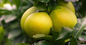 19 Fruit Trees That Grow In Zone 10 - The Garden Magazine