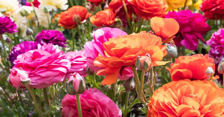 13 Best Flowers for Cutting Gardens - The Garden Magazine