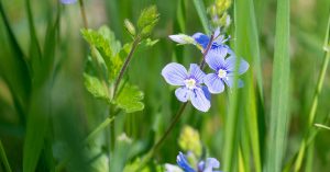 12 Flowers That Bloom In February - The Garden Magazine