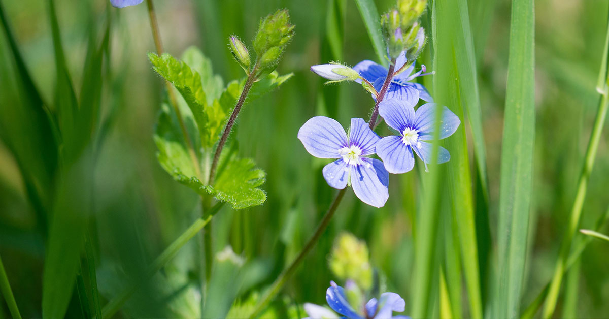 12 Flowers That Bloom In February - The Garden Magazine