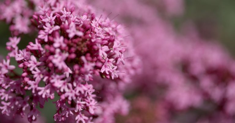 16 Plants That Have "Supernatural" Meanings and History - The Garden ...