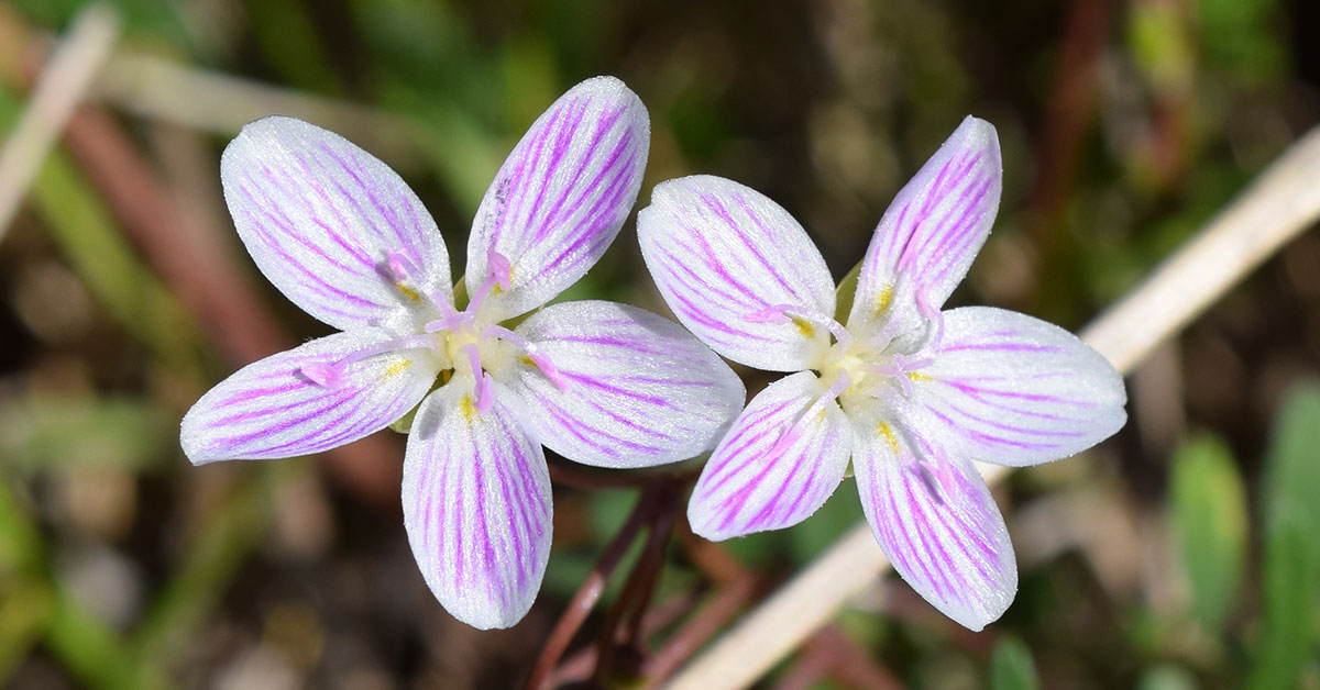 12 Flowers That Bloom In February - The Garden Magazine