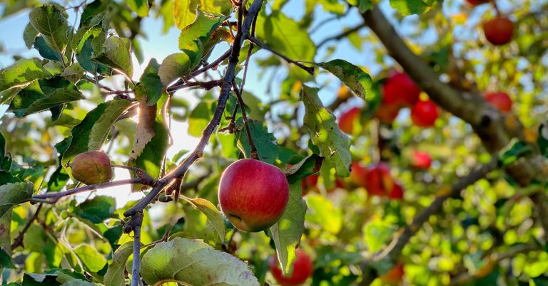 When To Plant Apple Trees In The UK - The Garden Magazine