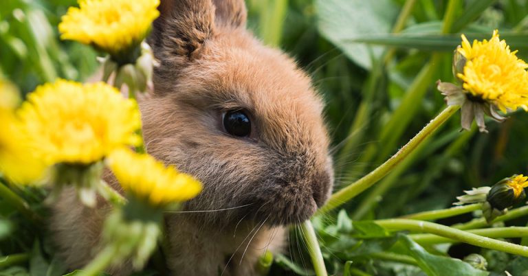 Complete Guide To Weaning Baby Rabbits - The Garden Magazine