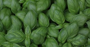 What To Do When You Have Too Much Basil - The Garden Magazine