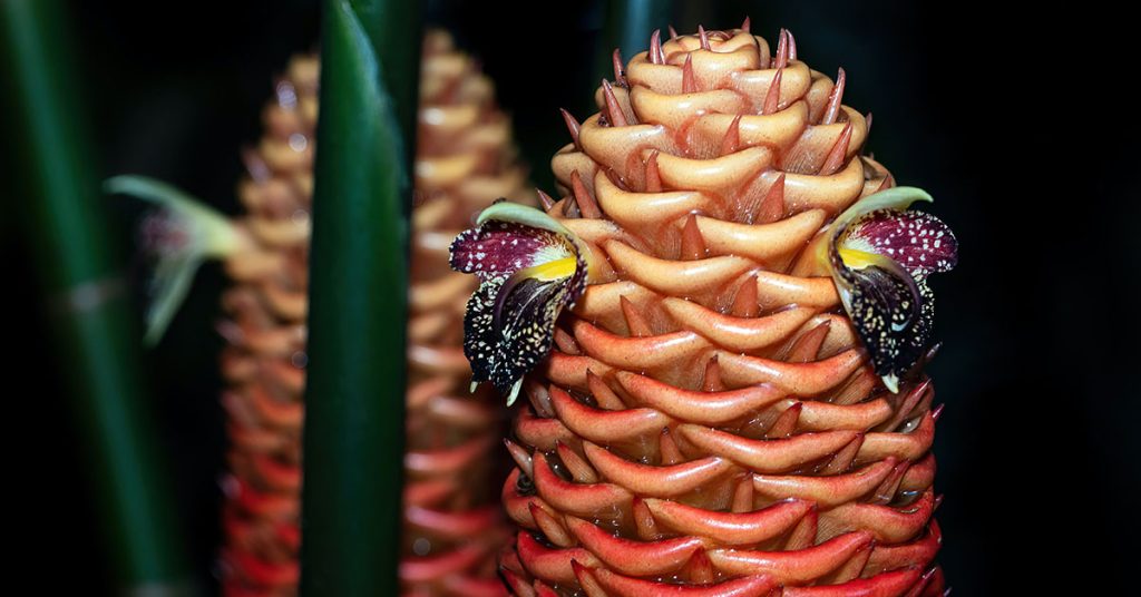 How To Grow Beehive Ginger - The Garden Magazine