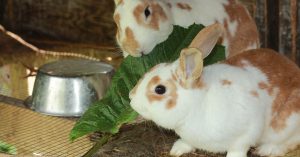 Comprehensive Guide To New Zealand Rabbits - The Garden Magazine