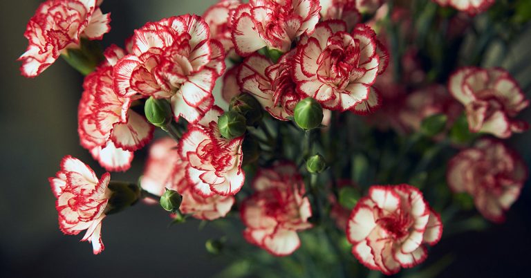 15 Old-Fashioned Flowers For A Touch Of Nostalgia - The Garden Magazine