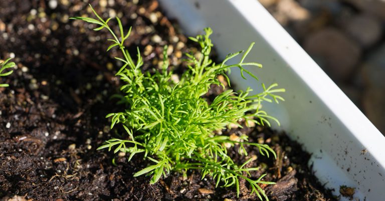 27 Tips for Growing Flowers from Seeds - The Garden Magazine