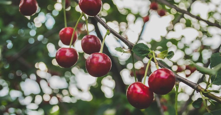 9 Of The Best Fruit Trees That Tolerate Cold Climates - The Garden Magazine